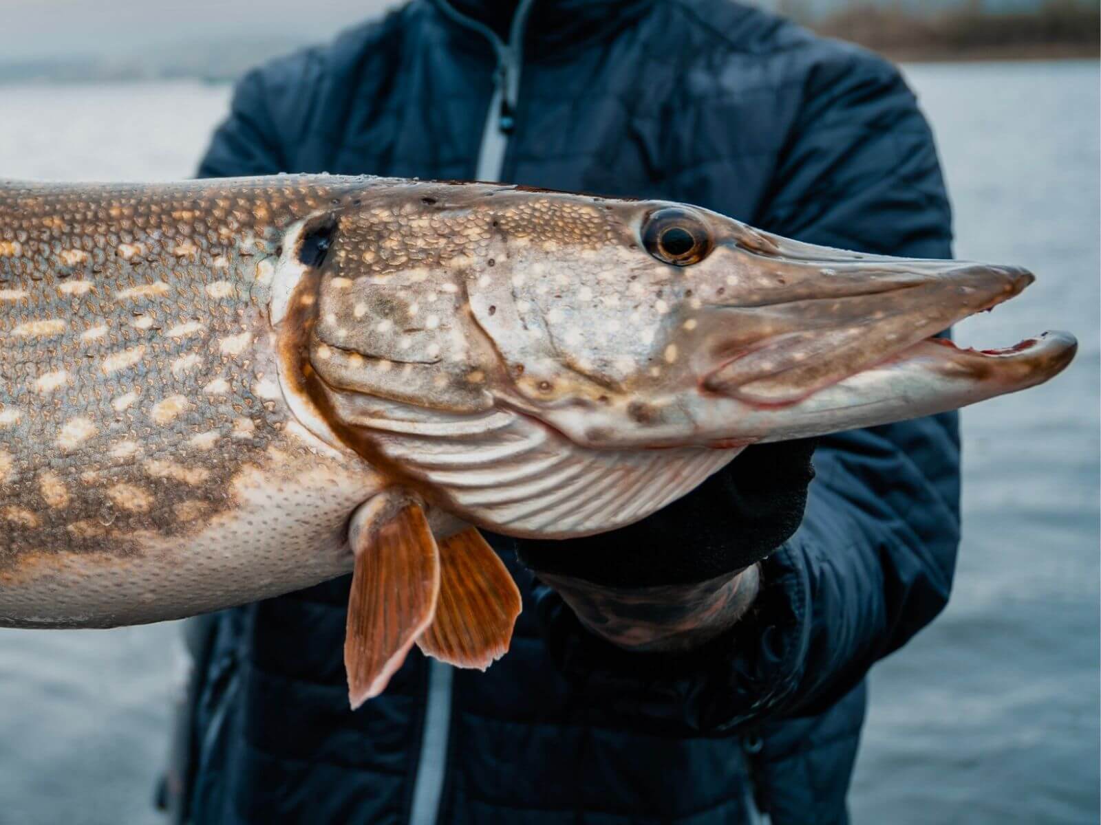 Pike & Musky Fishing Gear – All-in-One Kits & Softbaits | JAEGER