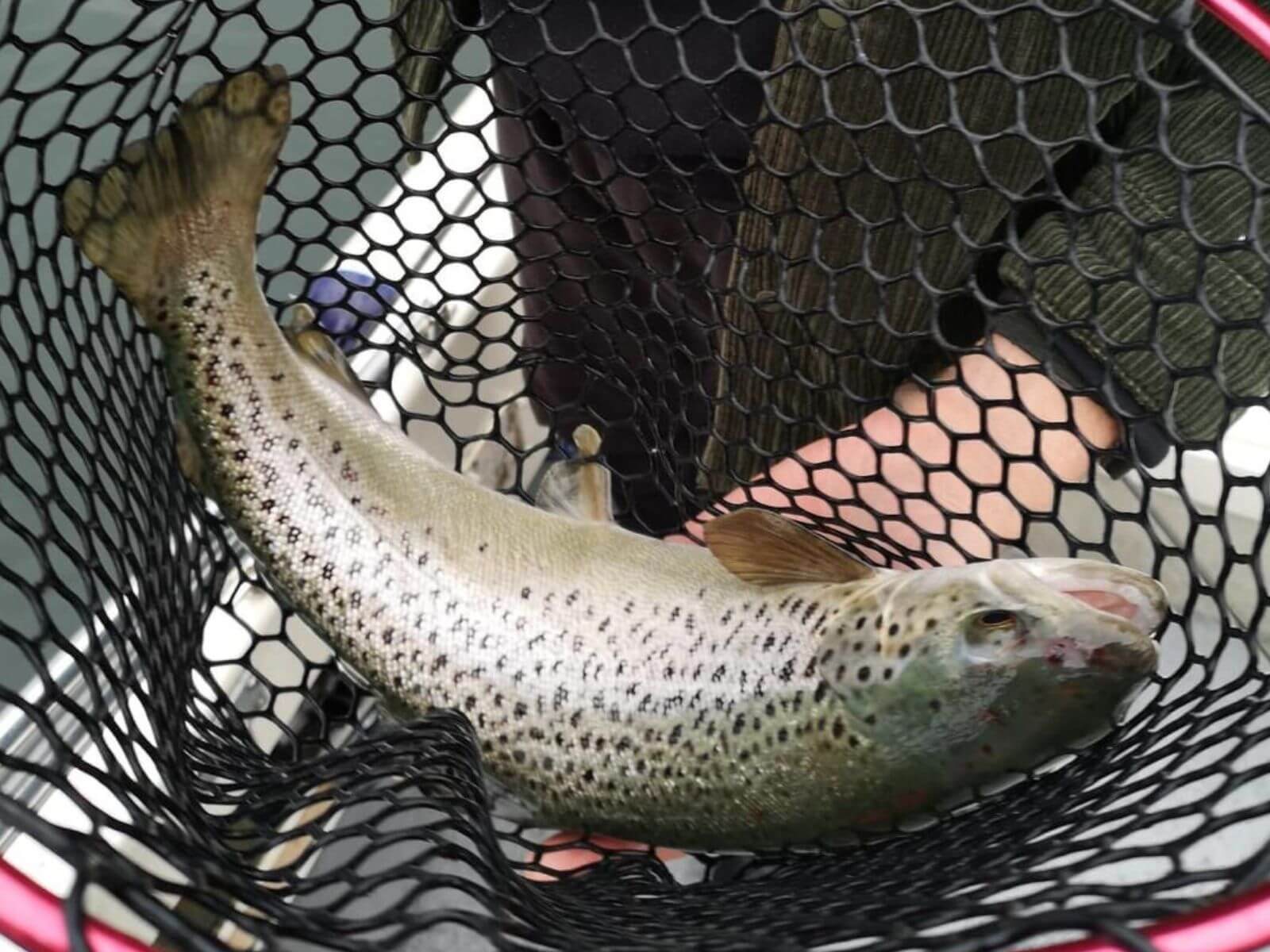 Trout Fishing Gear – Master the Water | JAEGER